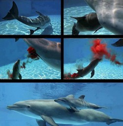 Facts about Pregnancy and Birth of Dolphins : Facts List